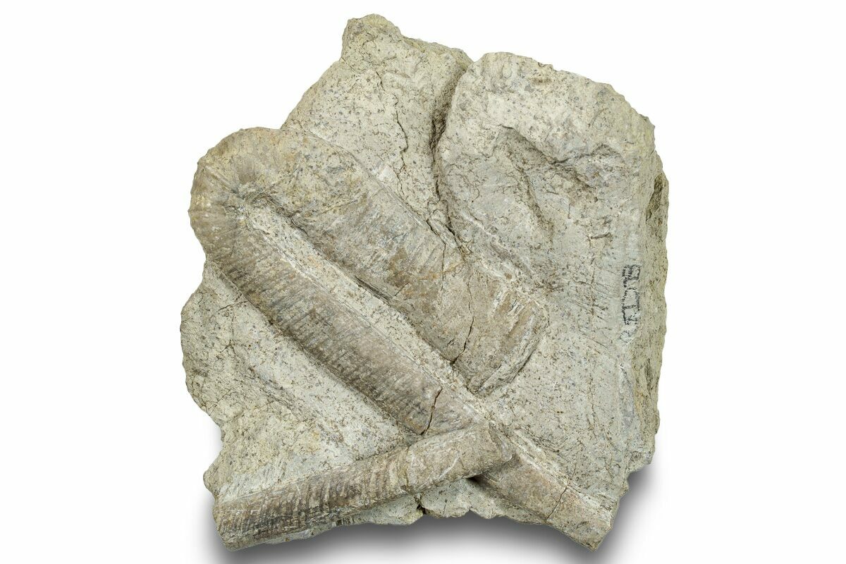 2.9" Cretaceous Ammonoid Cephalopod (Hamulina?) Fossil - France ...