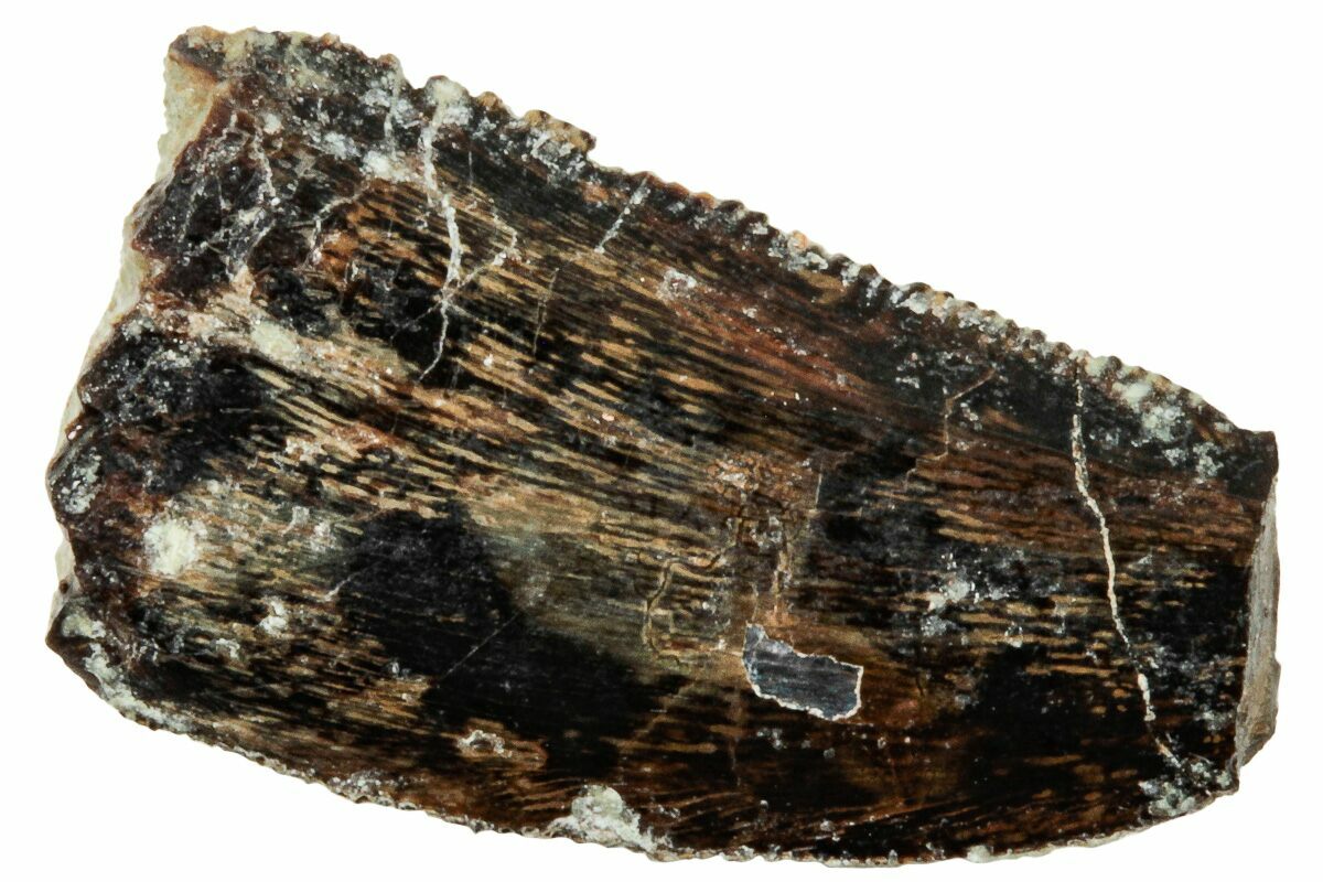 .69" Serrated Abelisaurid Tooth - Dekkar Formation, Morocco (#252301 ...