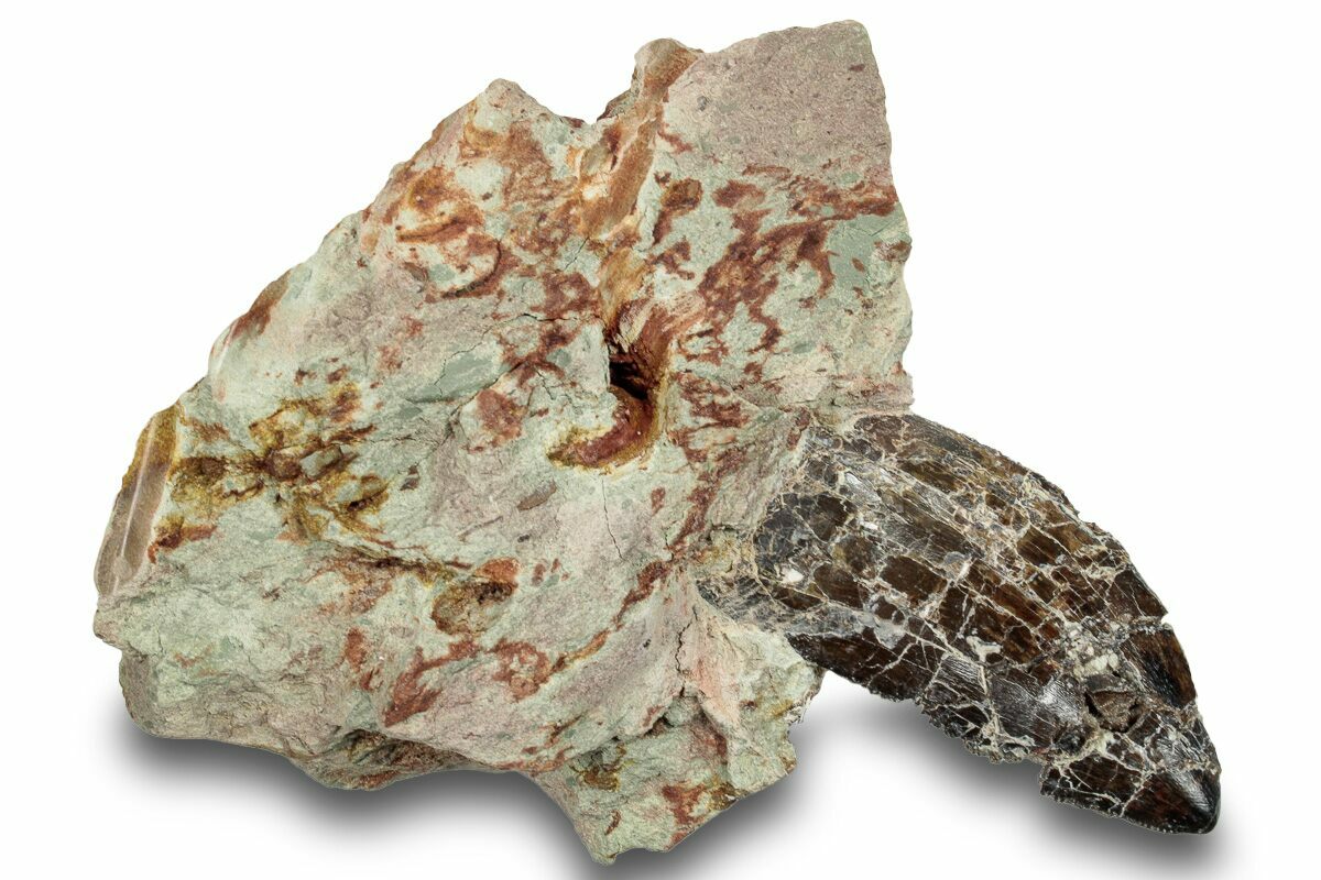 1.90" Carcharodontosaurus Tooth In Rock - Dekkar Formation, Morocco ...