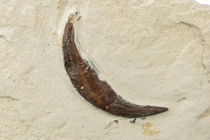 1.30" Fossil Rooted Plesiosaur (Libonectes?) Tooth - Asfla, Morocco ...