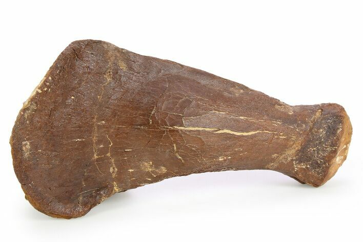 7.5" Fossil Plesiosaur Humerus Bone - Asfla, Morocco (#252374) For Sale ...