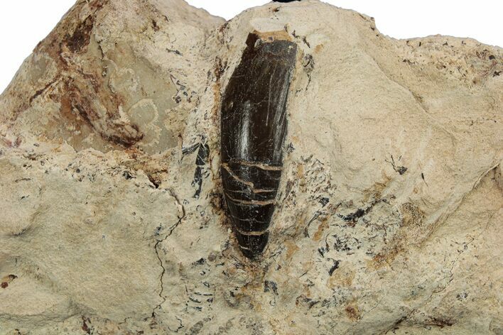 .97" Fossil Polycotylid Plesiosaur (Thililua?) Tooth - Asfla Morocco ...