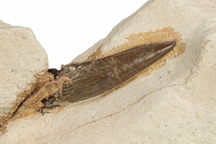 .92" Fossil Polycotylid Plesiosaur (Thililua?) Tooth - Asfla Morocco ...