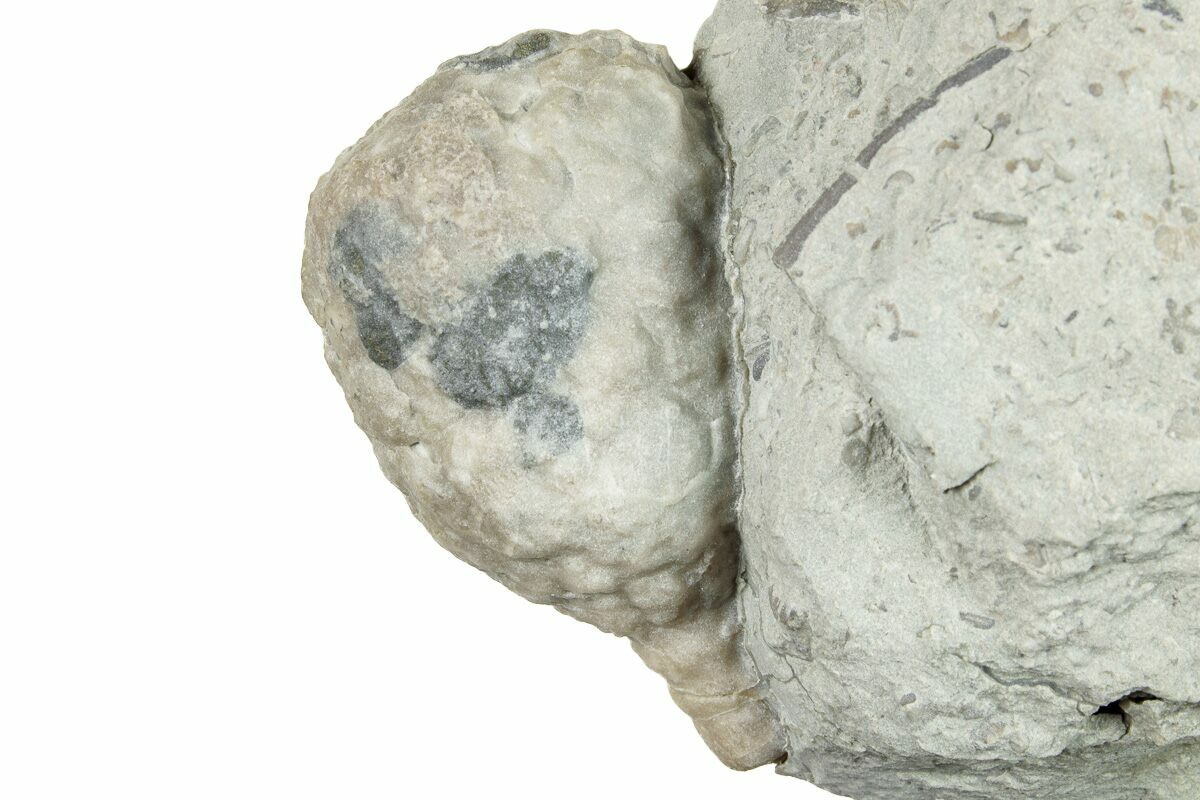 1.35" Cystoid (Holocystites) Fossil - Indiana (#252448) For Sale ...