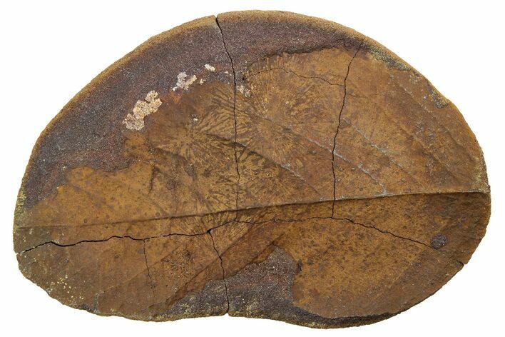 3.75" Fossil Leaf Nodule - Hell Creek Formation (#253107) For Sale ...