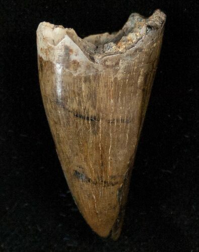 1.14" Tyrannosaur Premax Tooth (Aublysodon) - Montana (#14939) For Sale ...