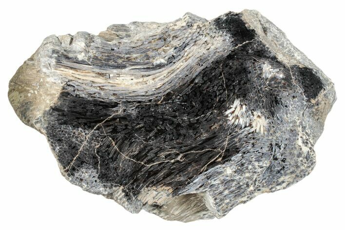 3.55" Polished Petrified Palmwood (Palmoxylon) Section - Texas (#253116 ...