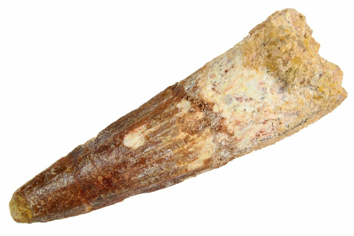 2.45" Fossil Spinosaurus Tooth - Real Dinosaur Tooth (#253493) For Sale ...