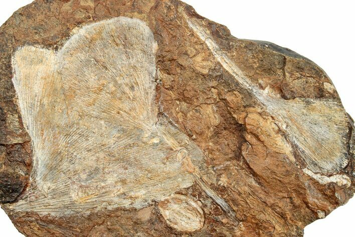 Three Fossil Ginkgo Leaves From North Dakota - Paleocene (#253844) For ...