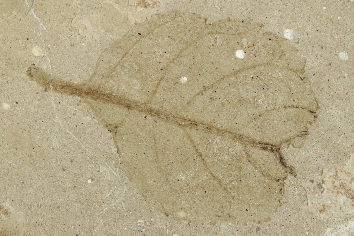 2.05" Fossil Plant Plate - McAbee, BC (#253949) For Sale - FossilEra.com