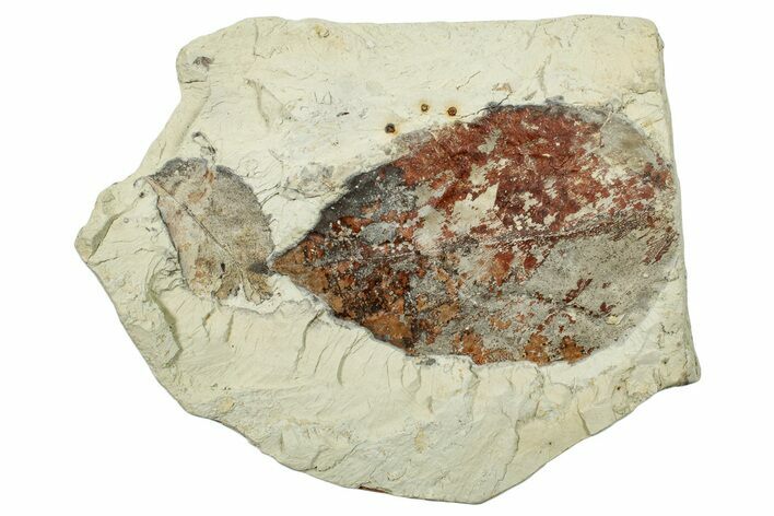 Two Miocene Fossil Leaves - Augsburg, Germany (#254103) For Sale ...
