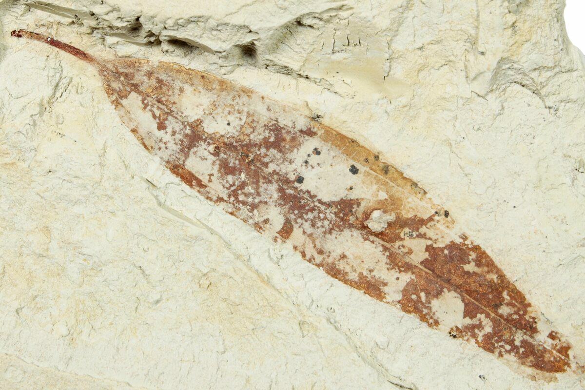 2.25" Miocene Fossil Leaf (Cinnamomum) - Augsburg, Germany (#254107 ...