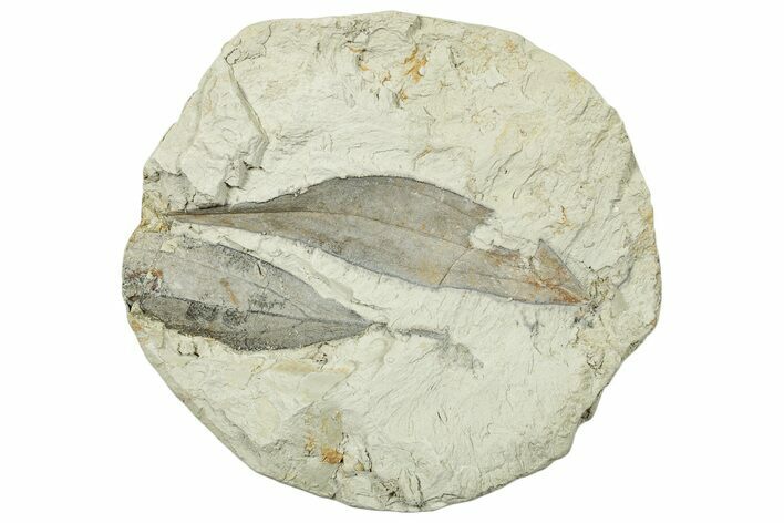 Two Miocene Fossil Leaves (Cinnamomum) - Augsburg, Germany (#254117 ...