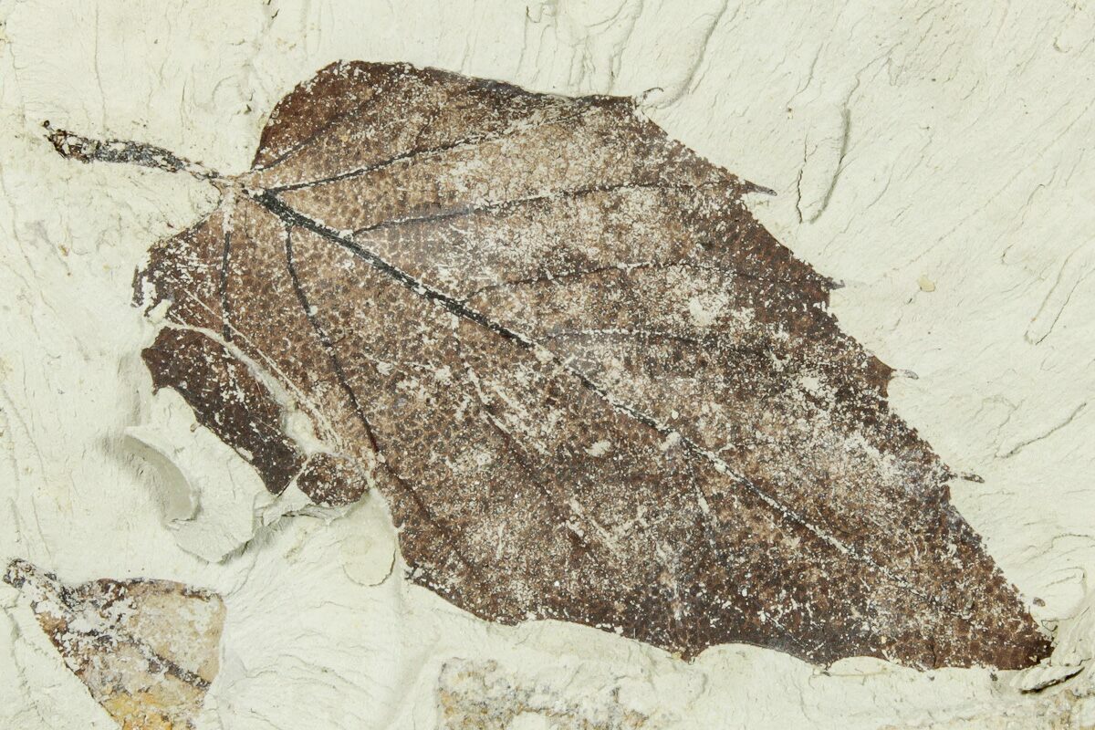 1.25" Miocene Fossil Leaf (Populus) - Augsburg, Germany (#254119) For ...