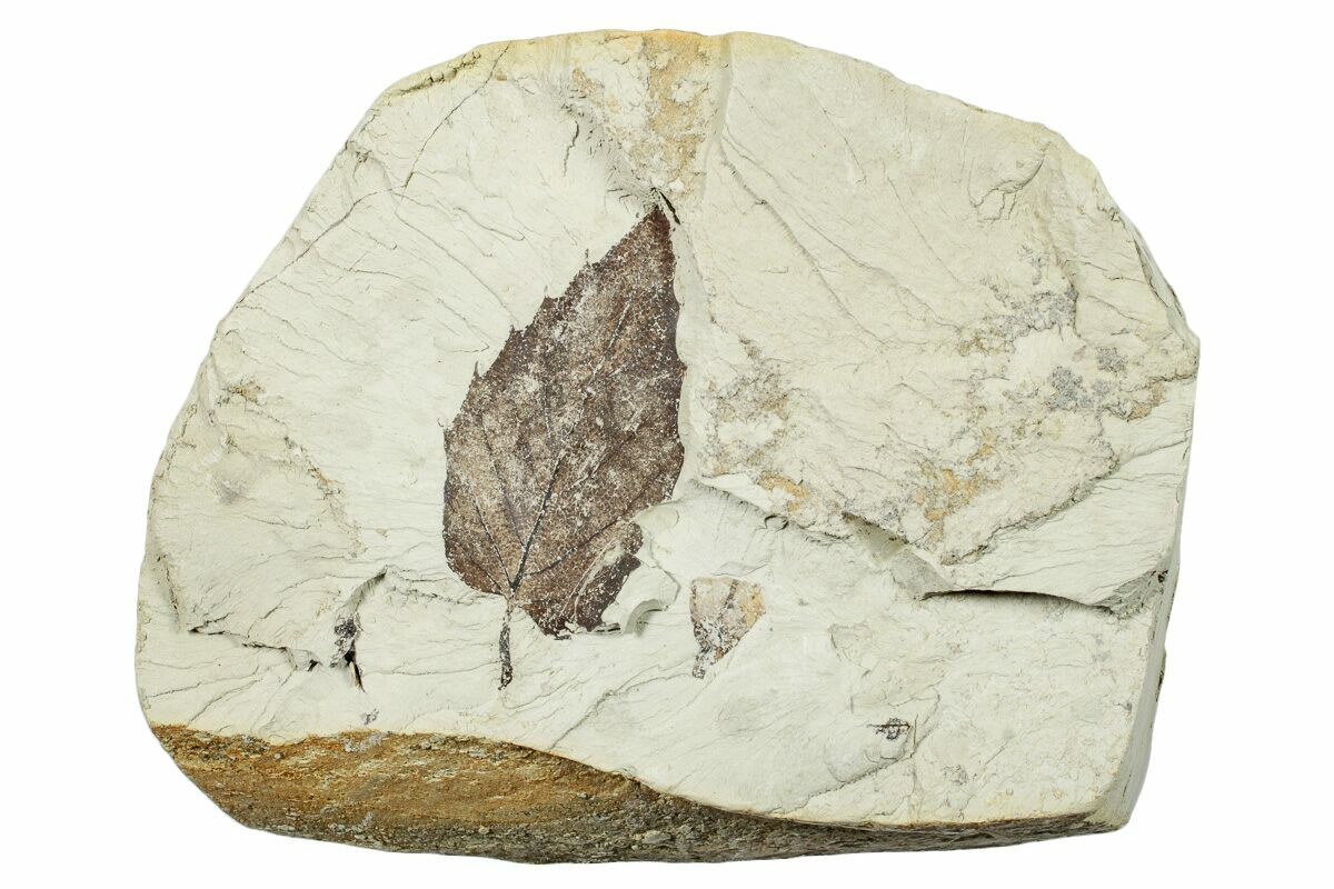 1.25" Miocene Fossil Leaf (Populus) - Augsburg, Germany (#254119) For ...