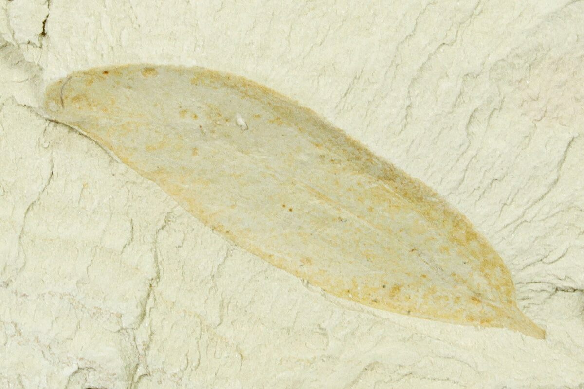 .85" Miocene Fossil Leaf (Cinnamomum) - Augsburg, Germany (#254120) For ...