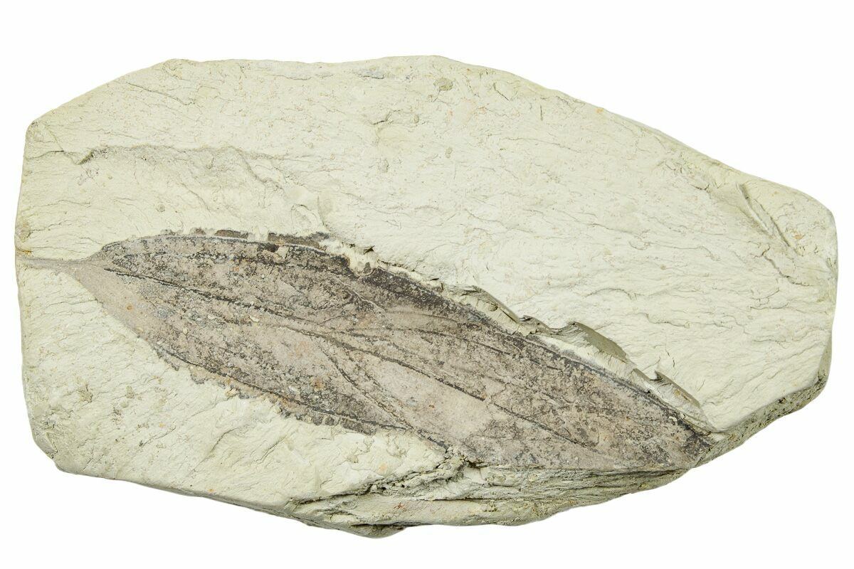 2.35" Miocene Fossil Leaf (Cinnamomum) - Augsburg, Germany (#254122 ...
