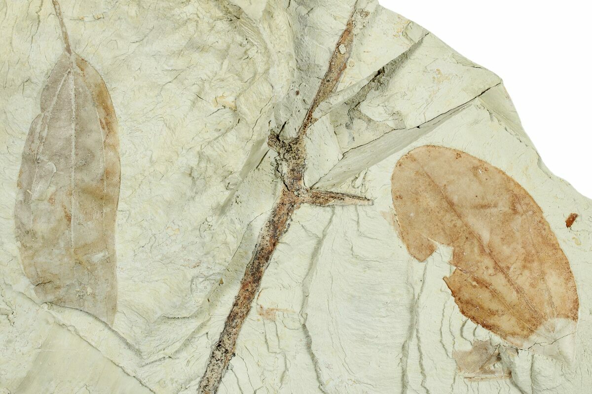 5.5" Miocene Fossil Leaf (Cinnamomum) Plate - Augsburg, Germany ...