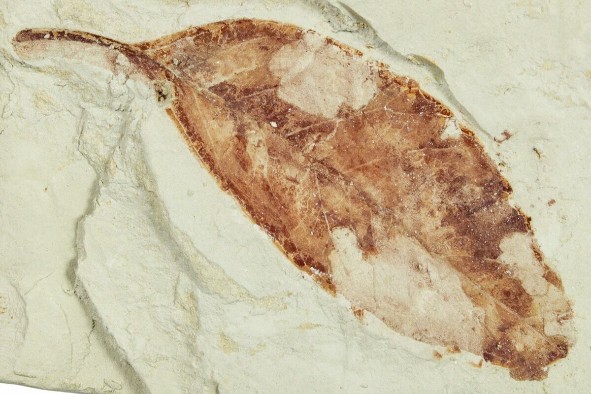 1.45" Miocene Fossil Leaf - Augsburg, Germany (#254135) For Sale ...