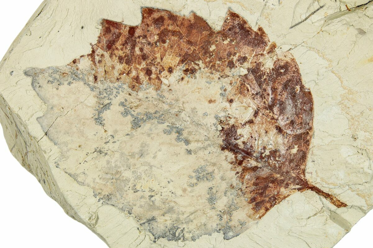 2.15" Miocene Fossil Leaf (Populus) - Augsburg, Germany (#254157) For ...