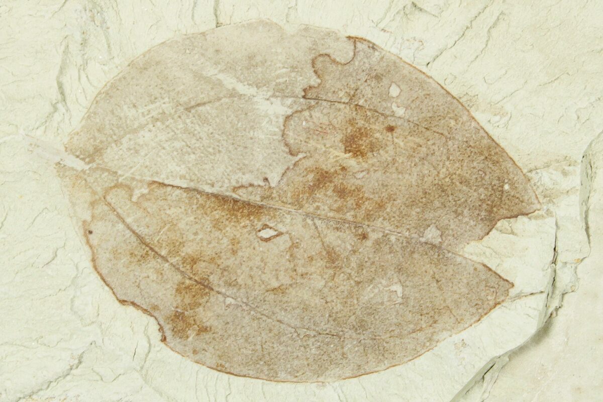 .95" Miocene Fossil Leaf (Cinnamomum) - Augsburg, Germany (#254167) For ...