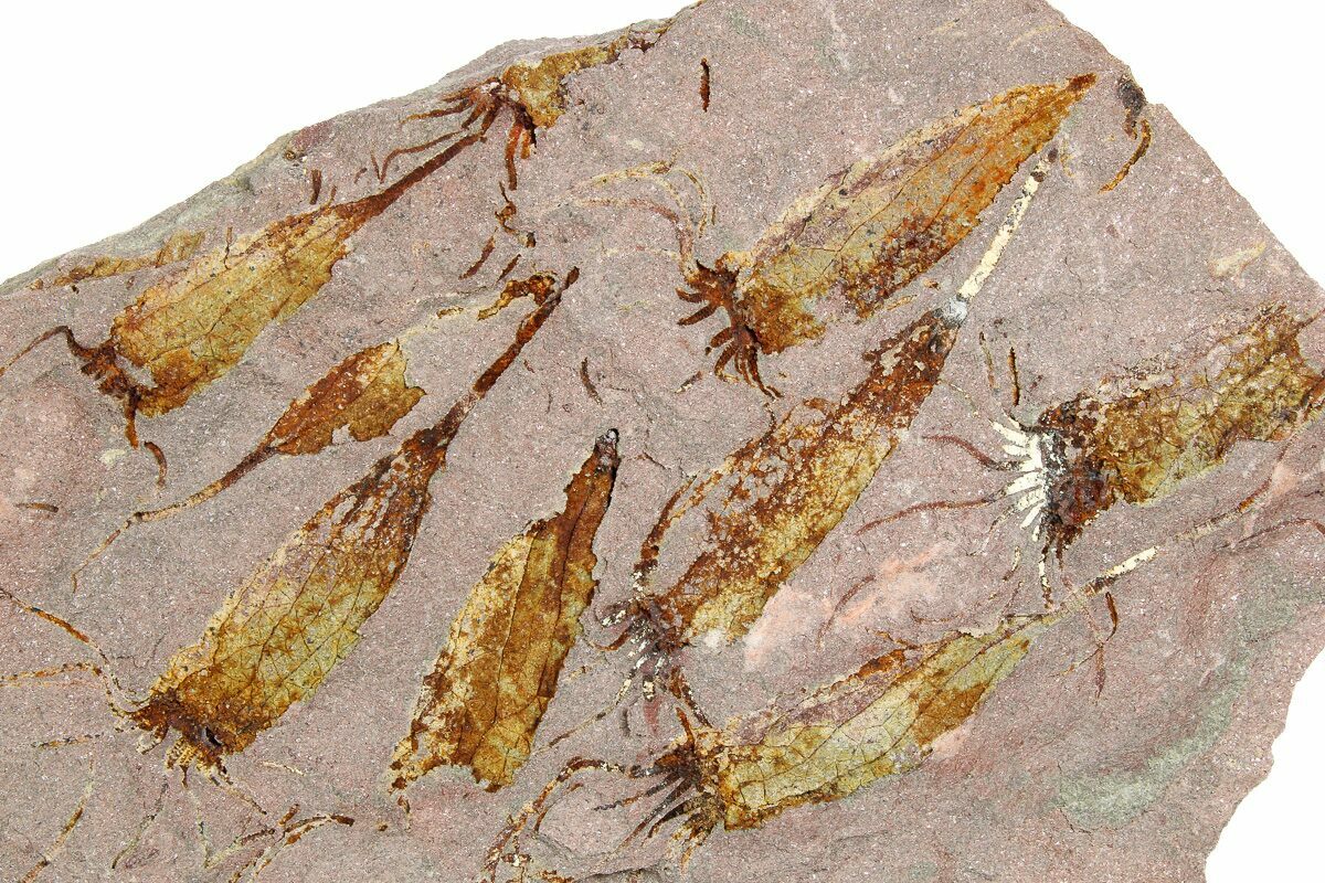 12" Eocrinoid (Ascocystites) Mortality Plate - Ordovician (#254466) For ...