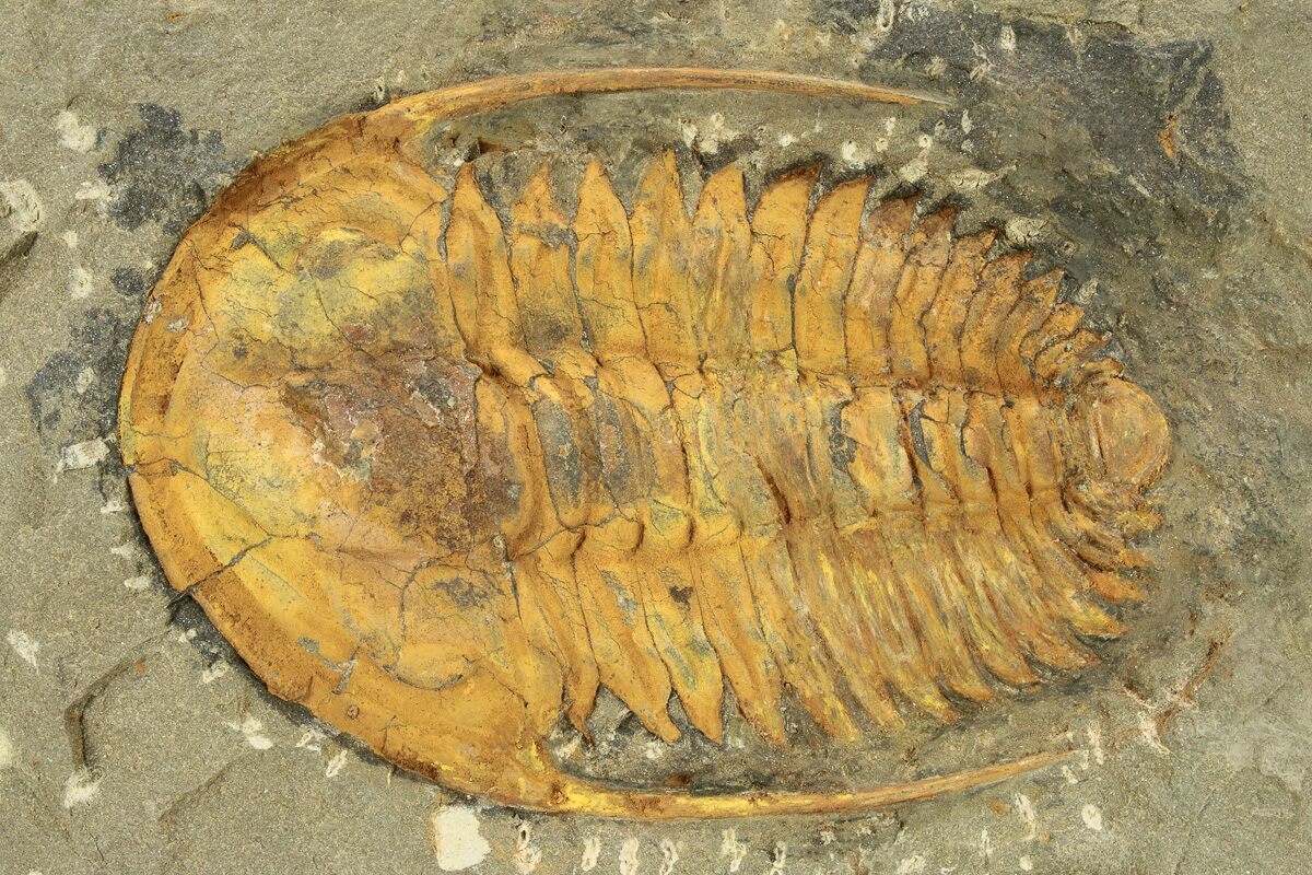 2.75" Middle Cambrian Hamatolenus Trilobite - Tinjdad, Morocco (#254833 ...