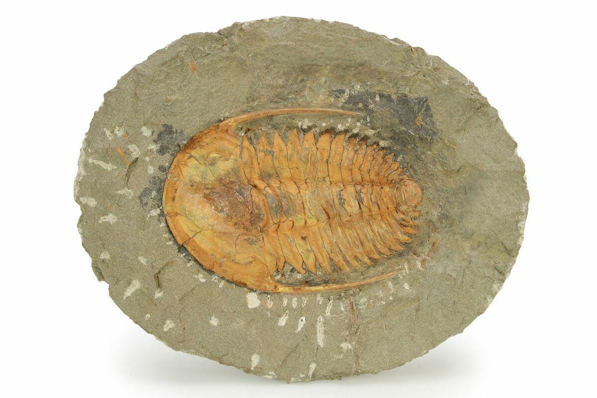 2.75" Middle Cambrian Hamatolenus Trilobite - Tinjdad, Morocco (#254833 ...