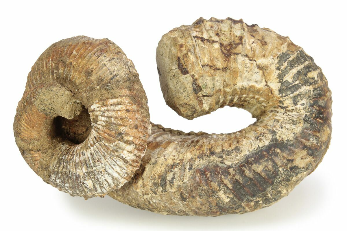 3.5" Fossil Heteromorph (Nostoceras) Ammonite - Madagascar (#254906 ...