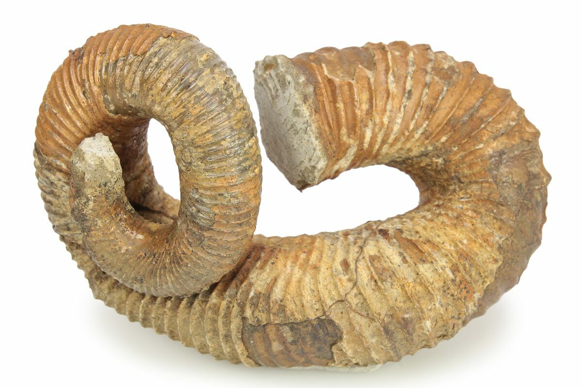 3.3" Fossil Heteromorph (Nostoceras) Ammonite - Madagascar (#254908 ...