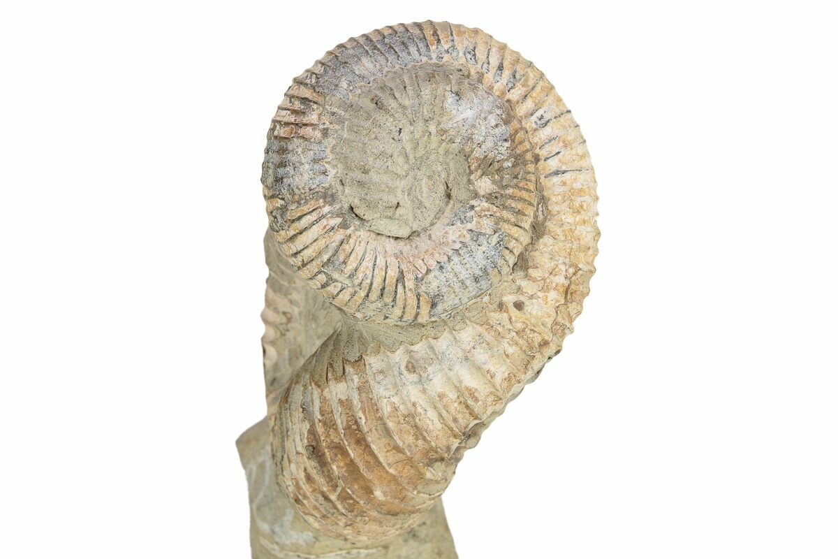 3.3" Fossil Heteromorph (Nostoceras) Ammonite - Madagascar (#254909 ...