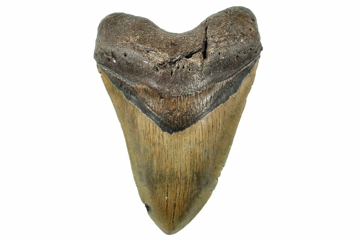 Massive, 6.39" Fossil Megalodon Tooth - Serrated Blade (#254858) For ...