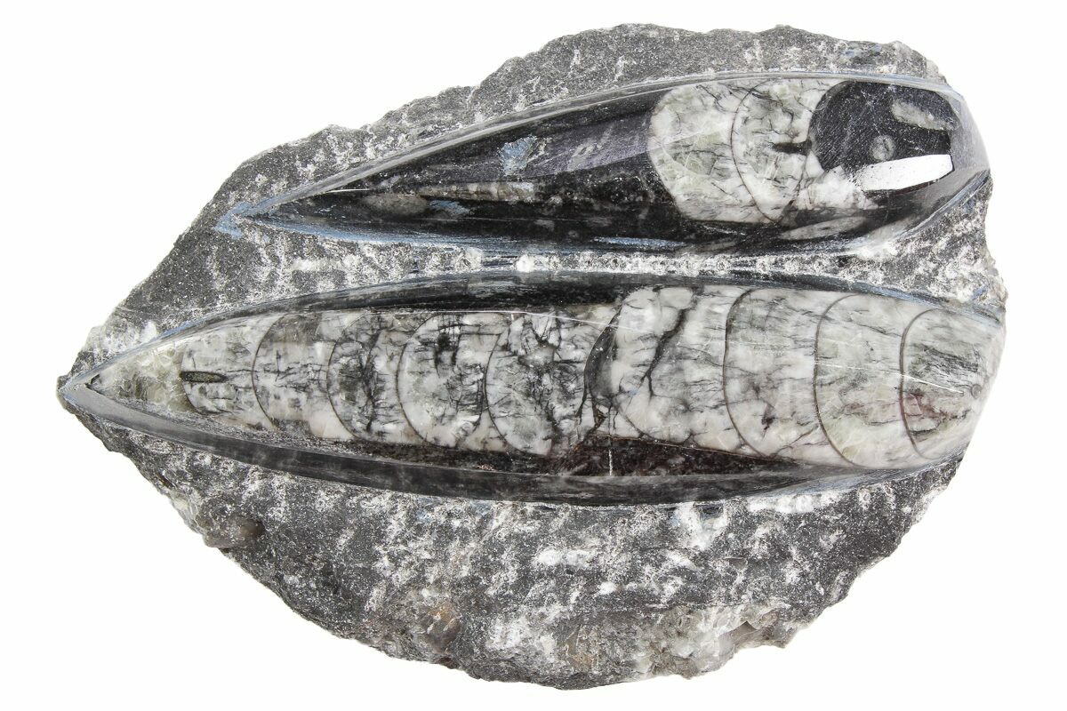 5.05" Polished Fossil Orthoceras Plate - Morocco (#254470) For Sale - FossilEra.com