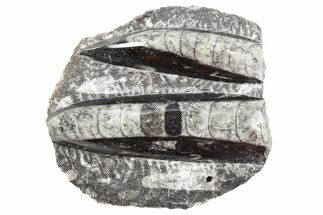Polished Orthoceras (Cephalopod) Fossil (#3393) For Sale - FossilEra.com