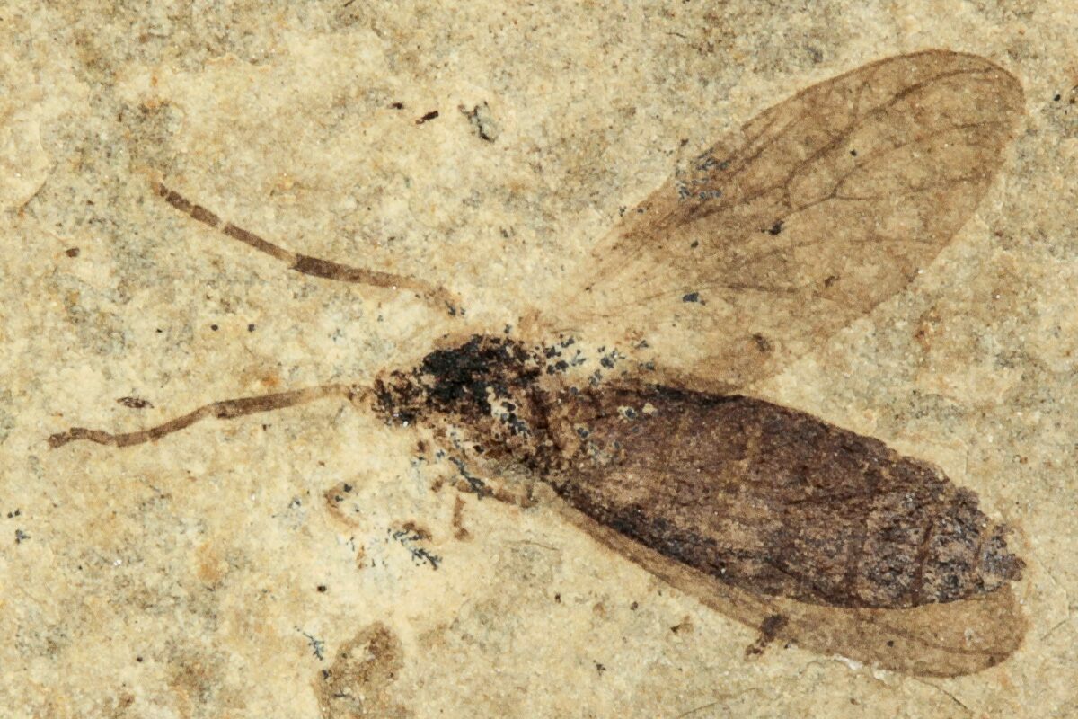 .51" Detailed Fossil Fly (Plecia) - France (#254344) For Sale ...