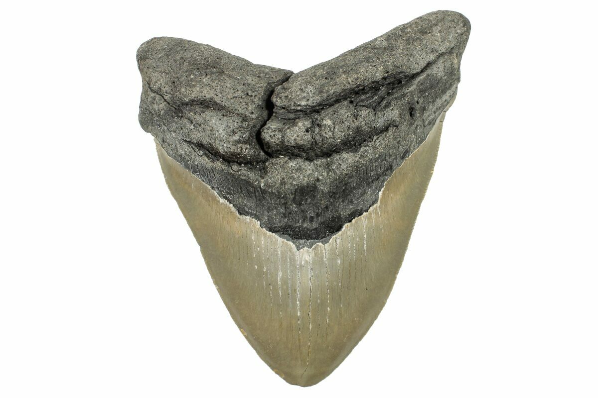 Serrated, 5.31" Fossil Megalodon Tooth - North Carolina (#255401) For ...