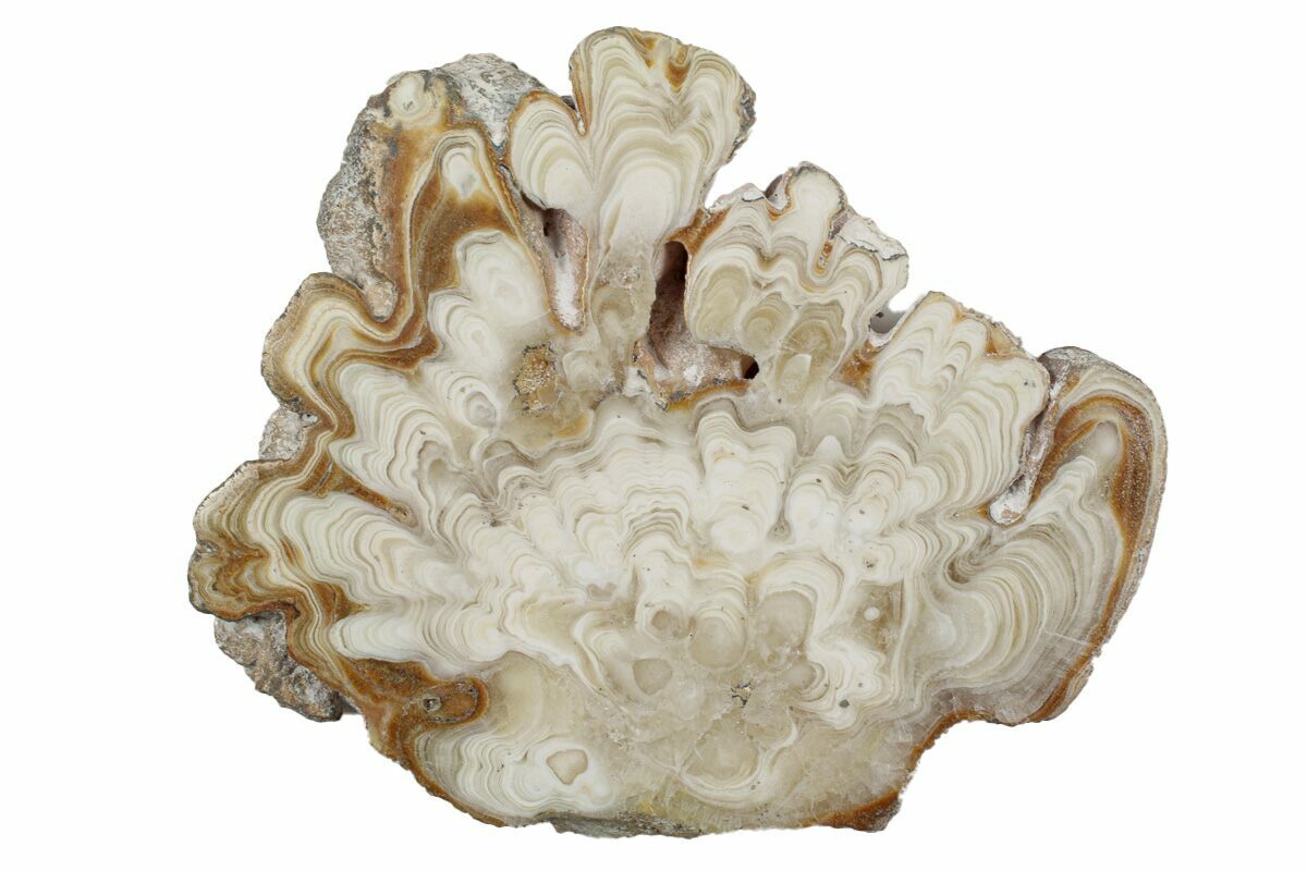 4.4" Polished Aragonite Stalactite Slice - Morocco (#255377) For Sale ...
