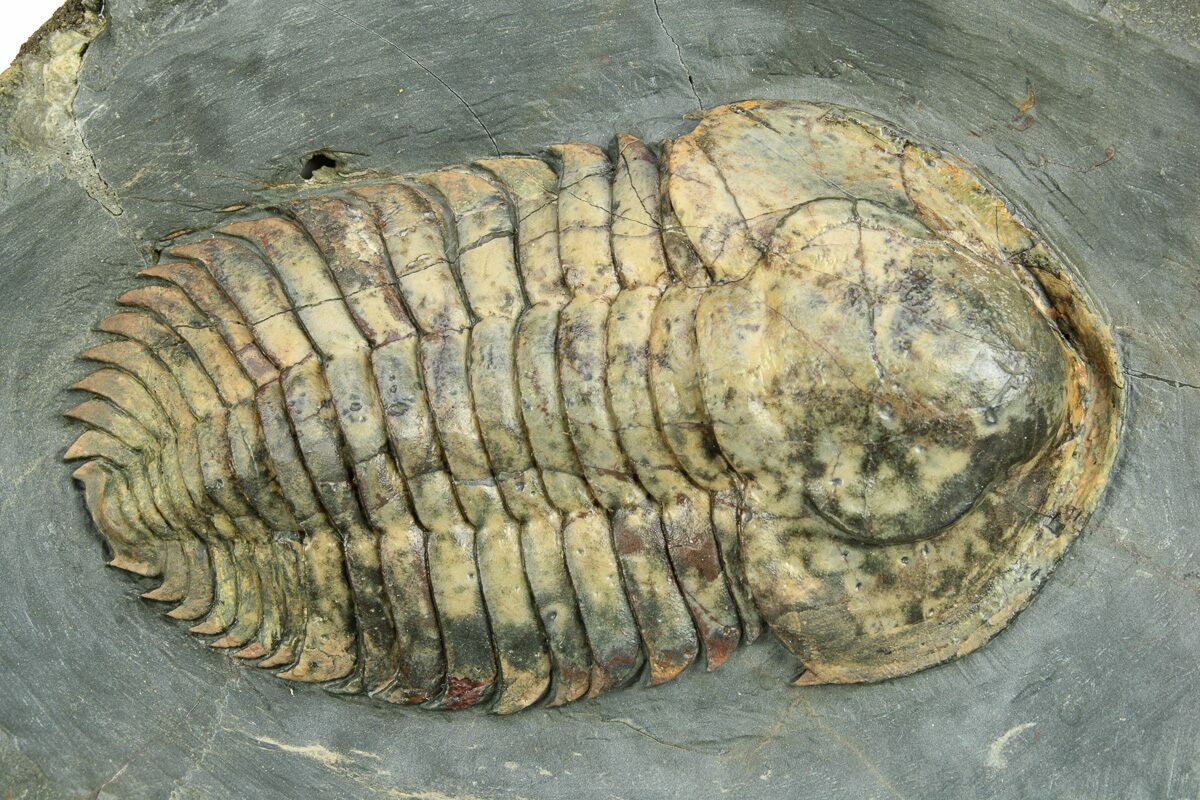 Rare, 3.5" Bondonella Sdzuyi Trilobite - Taroudant, Morocco (#255436 ...