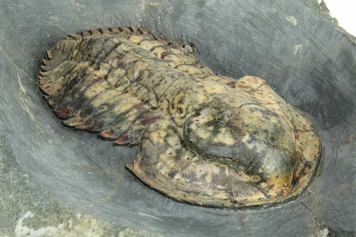 Rare, 3.5" Bondonella Sdzuyi Trilobite - Taroudant, Morocco (#255436 ...