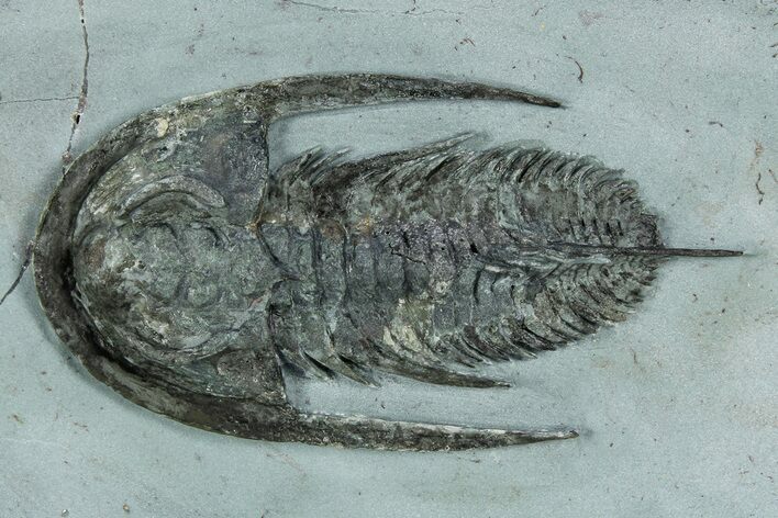 1.6" Early Cambrian Fallotaspis - Taroudant, Morocco (#255636) For Sale ...