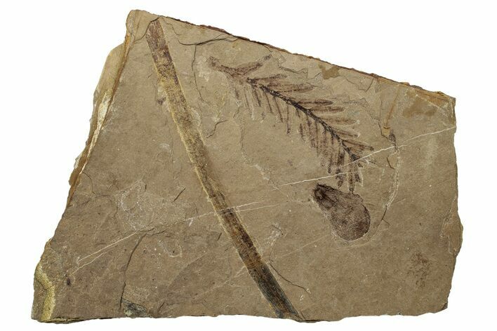 3.85" Leaf Fossil Plate - McAbee, BC (#255540) For Sale - FossilEra.com