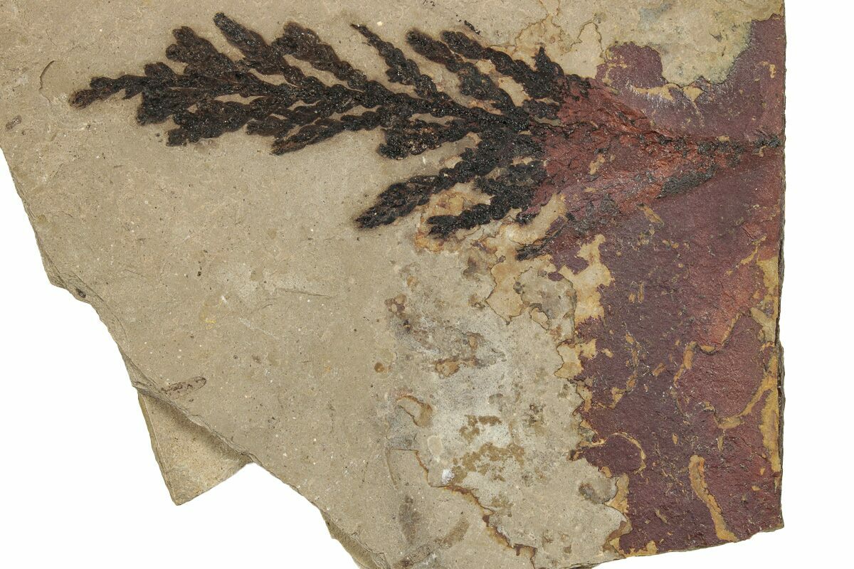 2.65" Conifer (Thuja?) Fossil - McAbee, BC (#255584) For Sale ...