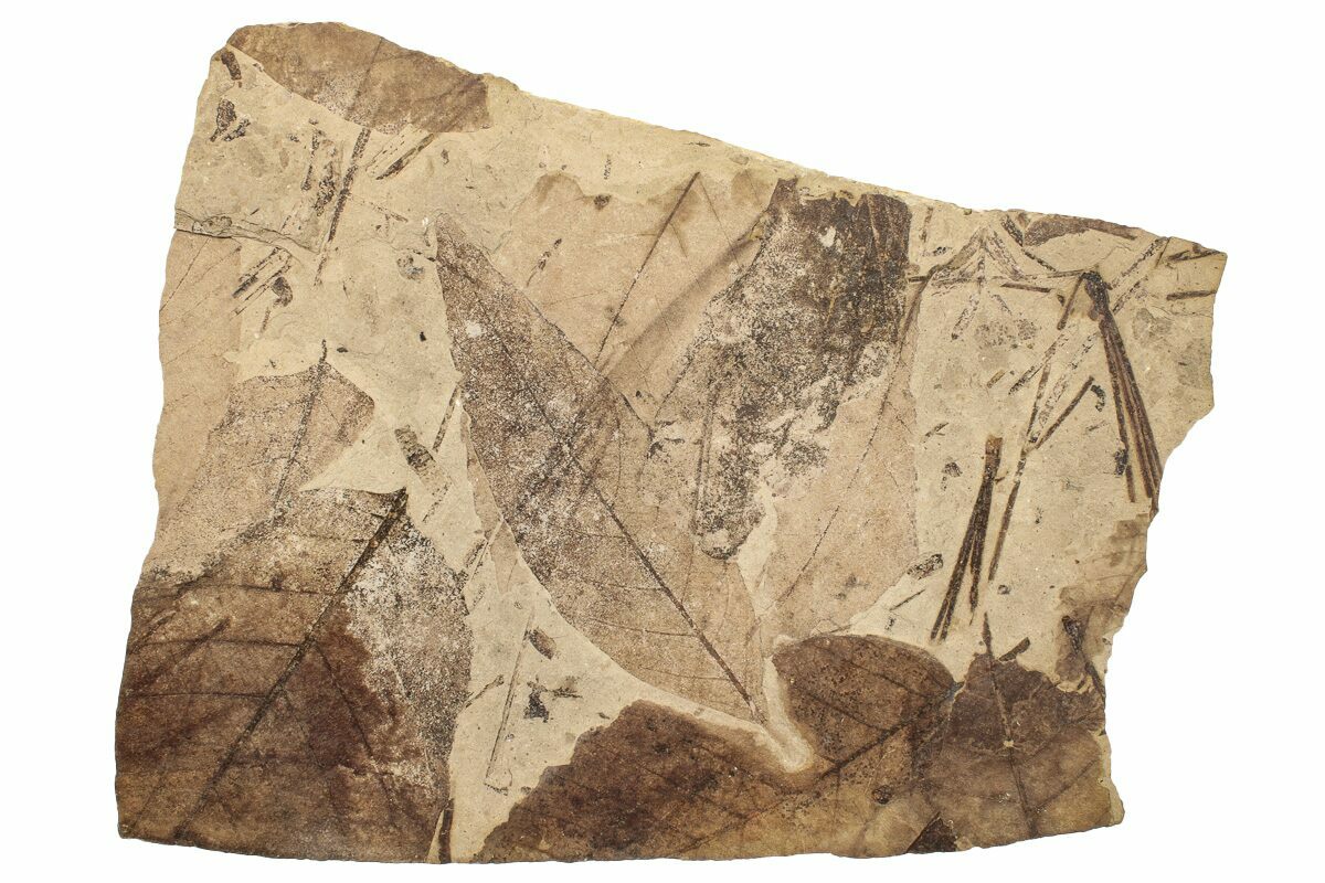 6.2" Leaf Fossil Plate - McAbee, BC (#255632) For Sale - FossilEra.com