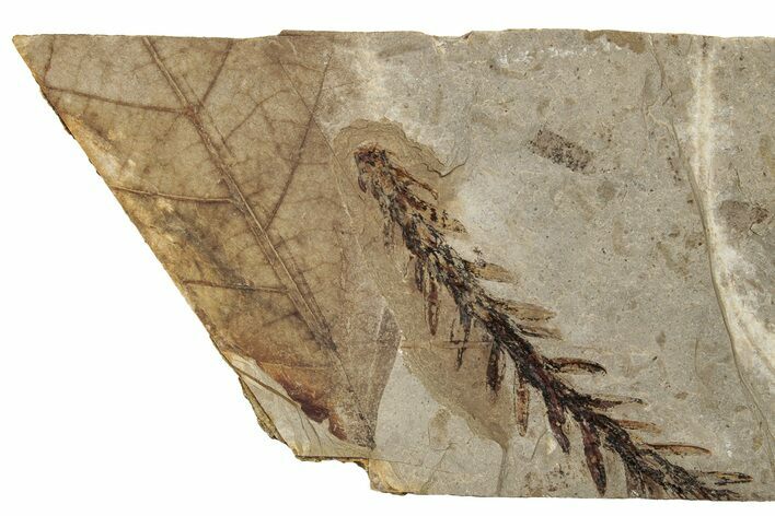 2.35" Conifer (Sequoia) Fossil - McAbee, BC (#255634) For Sale ...