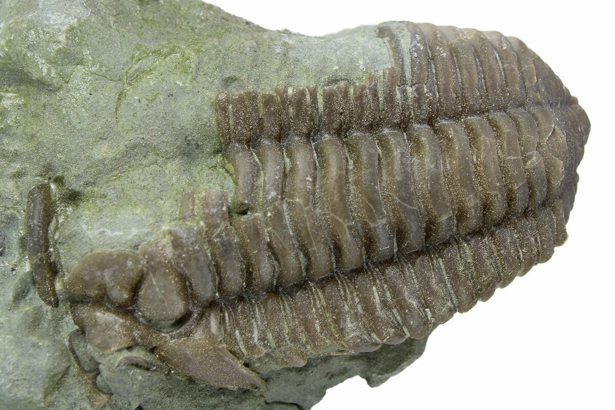 Bargain, 1.18" Long Prone Flexicalymene Trilobite - Indiana (#255742 ...