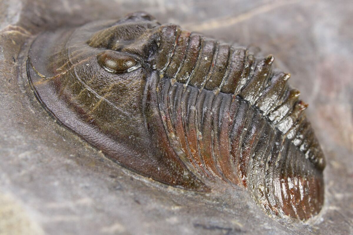 .9" Tropidocoryphe Trilobite - Rare Proetid With Axial Spines (#255450 ...