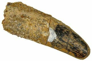 2.00" Fossil Spinosaurus Tooth - Real Dinosaur Tooth (#253512) For Sale ...