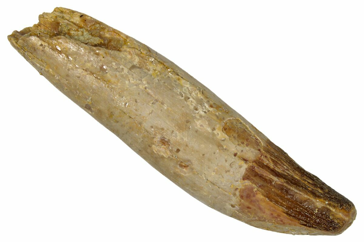 2.35" Fossil Juvenile Spinosaurus Tooth - Near Complete Root! (#253553 ...