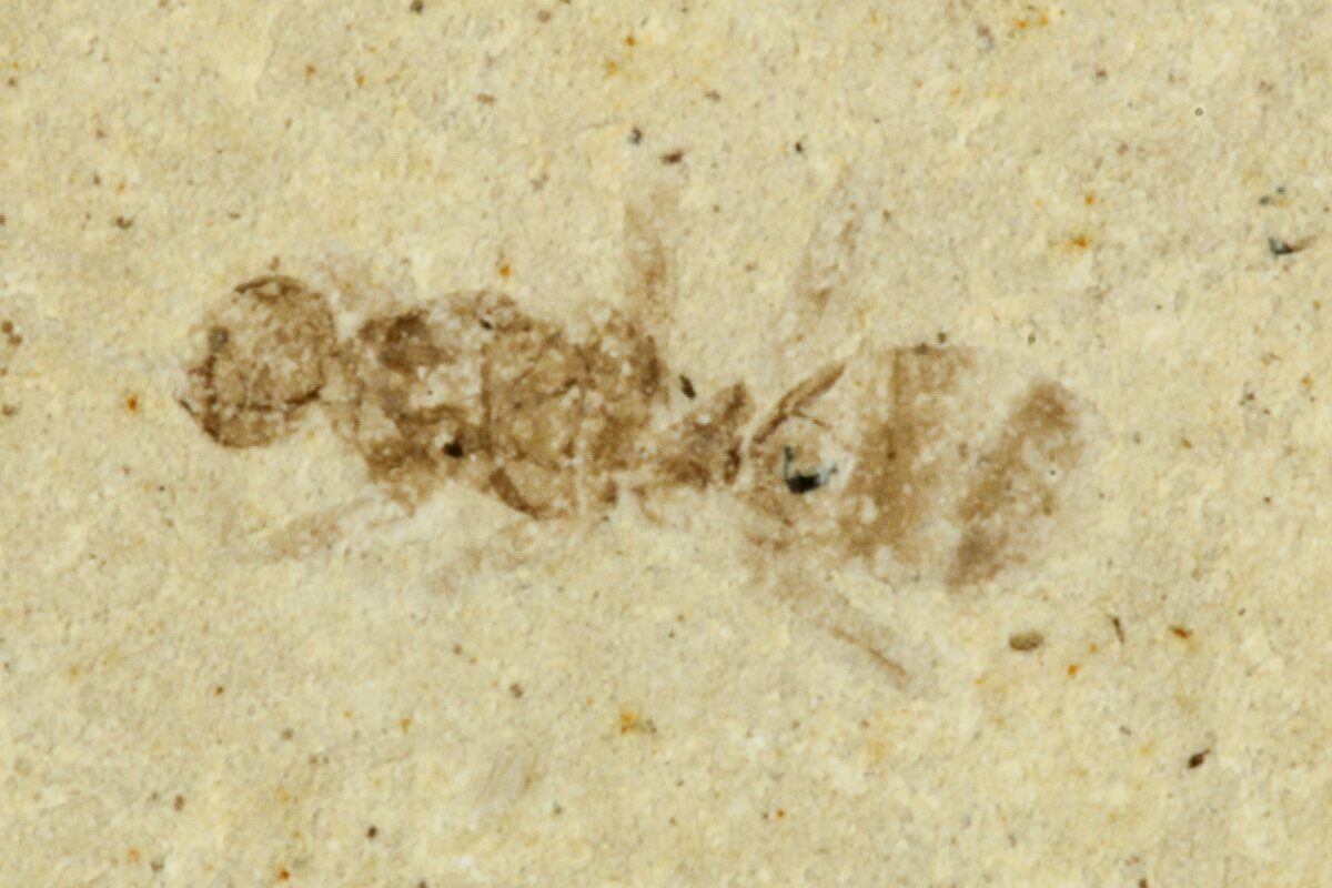 .16" Fossil Ant (Formicidae) - Cereste, France (#256068) For Sale ...