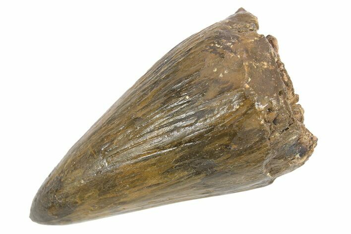 1.60" Fossil Crocodilian (Deinosuchus) Tooth - Aguja Formation, Texas ...